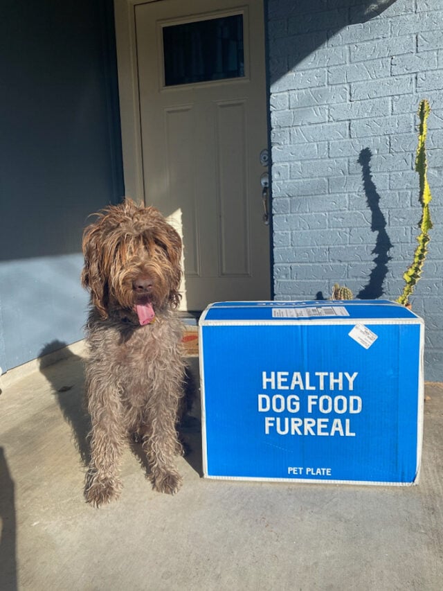 An Honest Pet Plate Review: Is it Worth it? - Eat the Gains